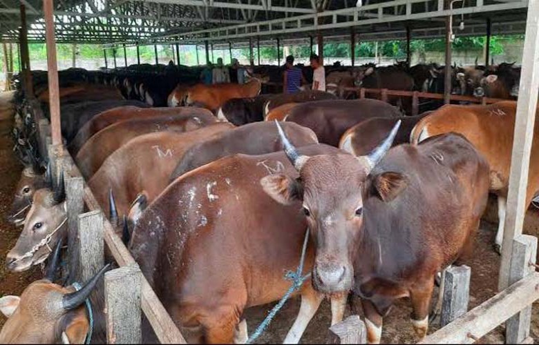 Penuhi Kebutuhan Hewan Kurban, Distanak Berau Beri Izin Datangkan Sapi ...